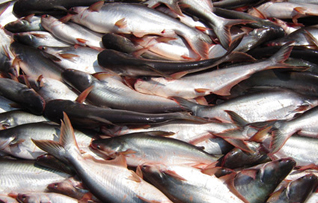 United States now the top pangasius market | SeafoodSource