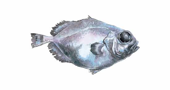 Dory | SeafoodSource