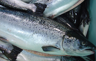 Norwegian salmon export value falls despite higher volumes | SeafoodSource