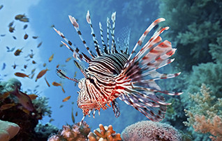 Undersea robot will hunt invasive lionfish | SeafoodSource