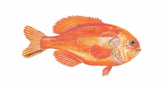 Orange Roughy | SeafoodSource