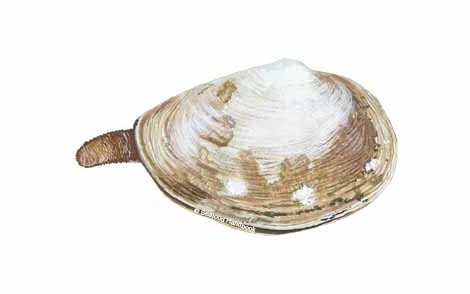 Seafood Handbook Shellfish Page | SeafoodSource