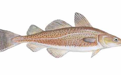 Seafood Handbook Finfish Page | SeafoodSource