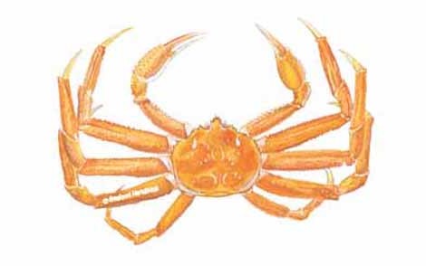 Seafood Handbook Shellfish Page | SeafoodSource