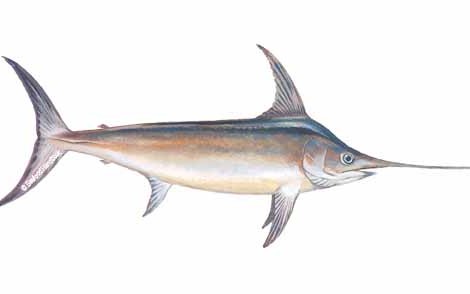 Seafood Handbook Finfish Page | SeafoodSource