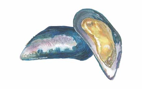 Seafood Handbook Shellfish Page | SeafoodSource