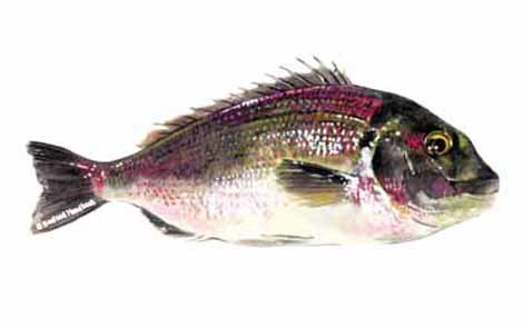 Seafood Handbook Finfish Page | SeafoodSource