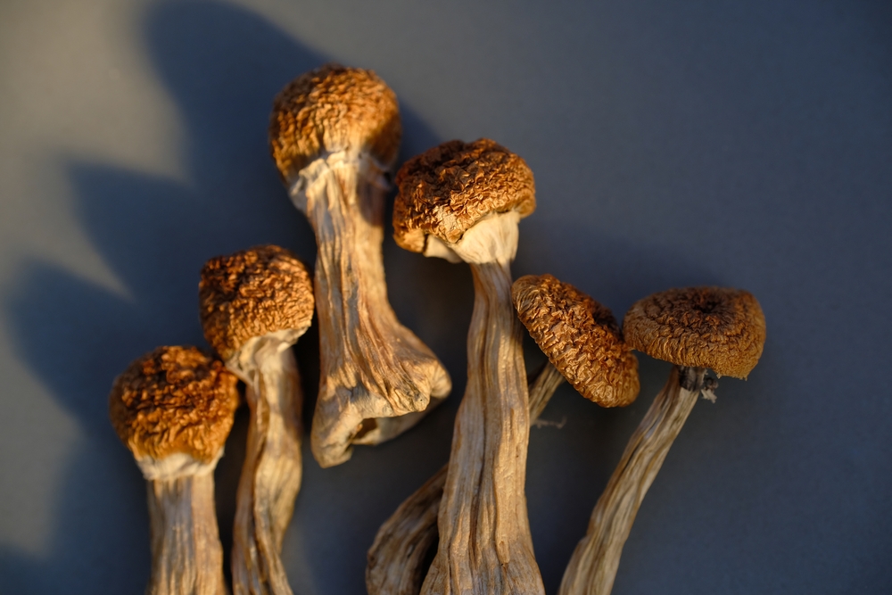 New Research Reveals the Therapeutic Potential of Psilocybin ... New Research Reveals the Therapeutic Potential of Psilocybin ...