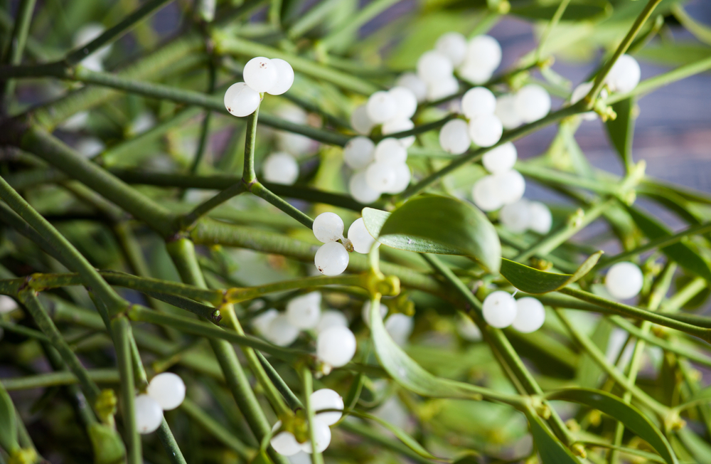 Study Explores Efficacy of Mistletoe Extract to Help Treat Cancer ...