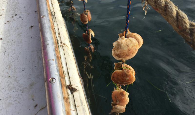Scallop study sheds light on gear choice for Maine growers | National ...