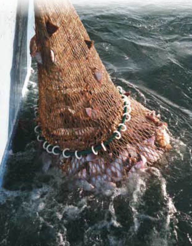David Attenborough’s Ocean, a media super trawler | National Fisherman