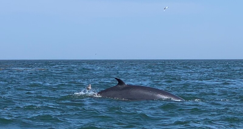 America’s last whalers | National Fisherman