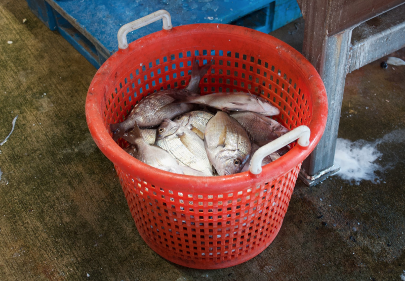 New Jersey Fishermen’s Dock Cooperative still strong, 70 years and ...