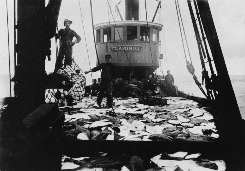 From steam to schooner: The Pacific halibut fishery | National Fisherman