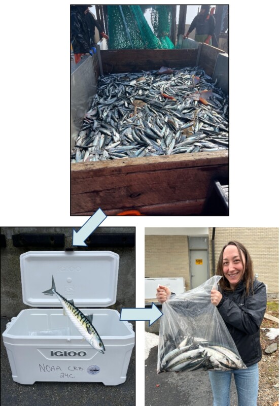Northeast Science Center wants fishermen for mackerel cooperative ...