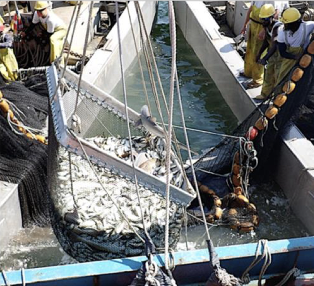 Gulf menhaden fishery no threat to red drum, study finds | National ...