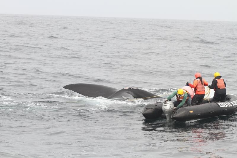 Whale entanglements were up sharply in 2024, NOAA says | National Fisherman