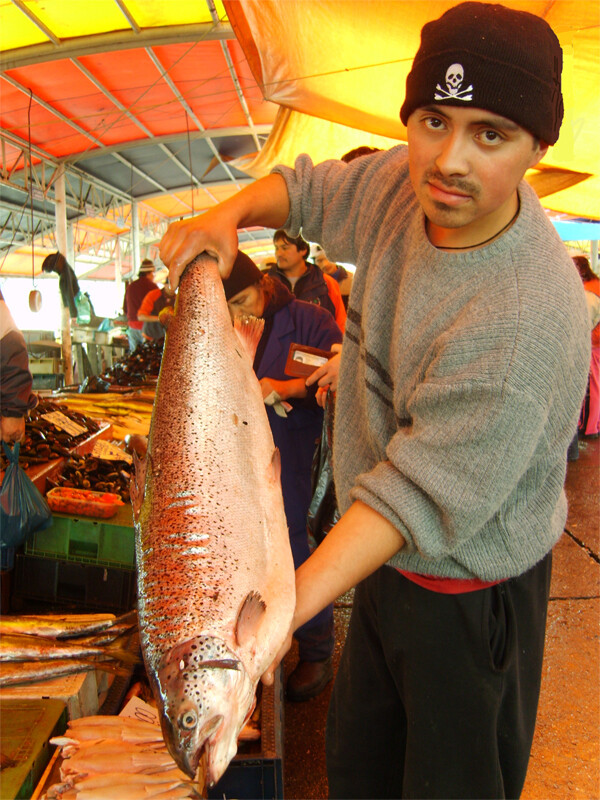 The rise and fall of genetically engineered salmon | National Fisherman