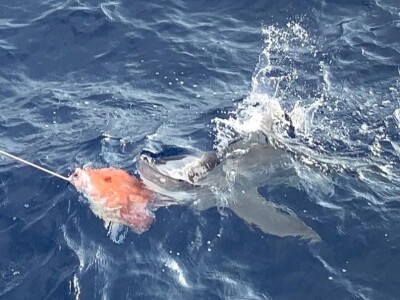 Newport captain missing after F/V Capt. Raleigh sinks | National Fisherman