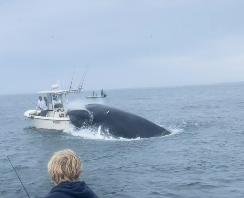 Whale capsizes fishing boat off New Hampshire coast | National Fisherman