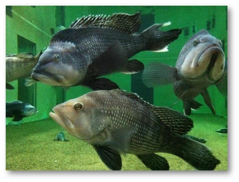 Black sea bass tagging study tracks shifting range in MA waters ...