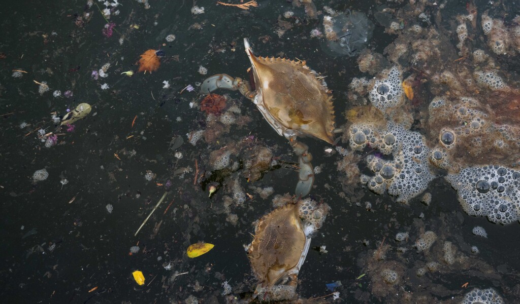 Blue crabbers speak out about wastewater dumping | National Fisherman