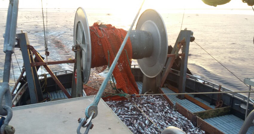 Alaska’s pollock industry looks to get to the bottom of a rising ...