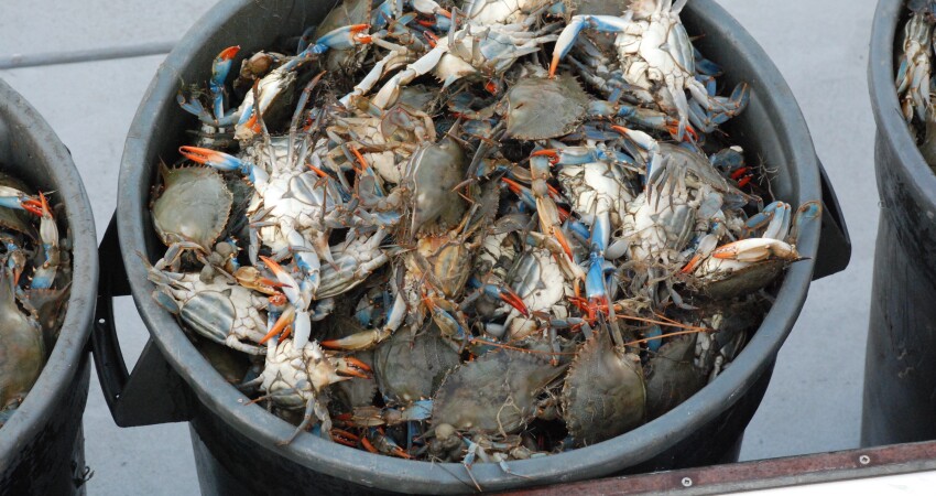 Virginia keeps ban on winter crab dredging | National Fisherman