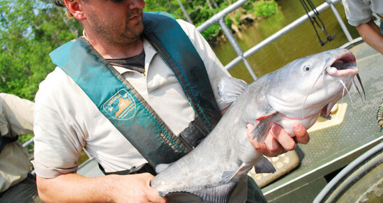 Maryland programs aim to up harvest of invasive blue catfish | National ...