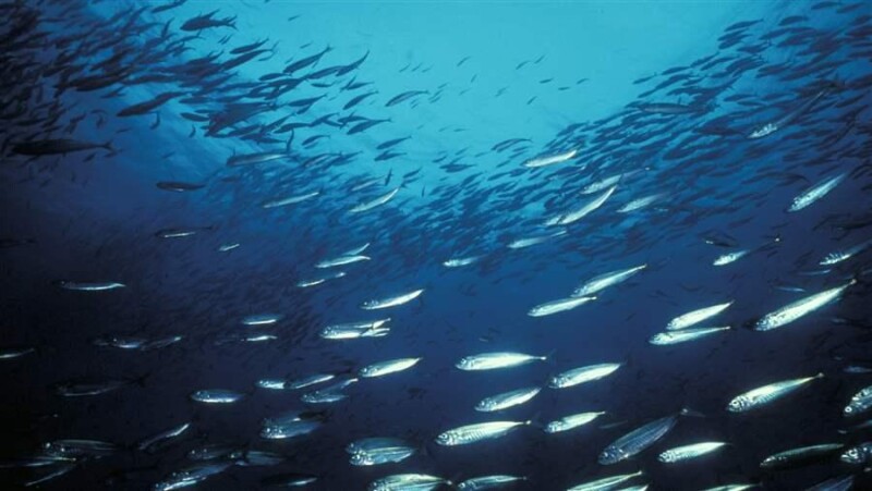 NOAA cuts 2025 Atlantic herring catch limits | National Fisherman