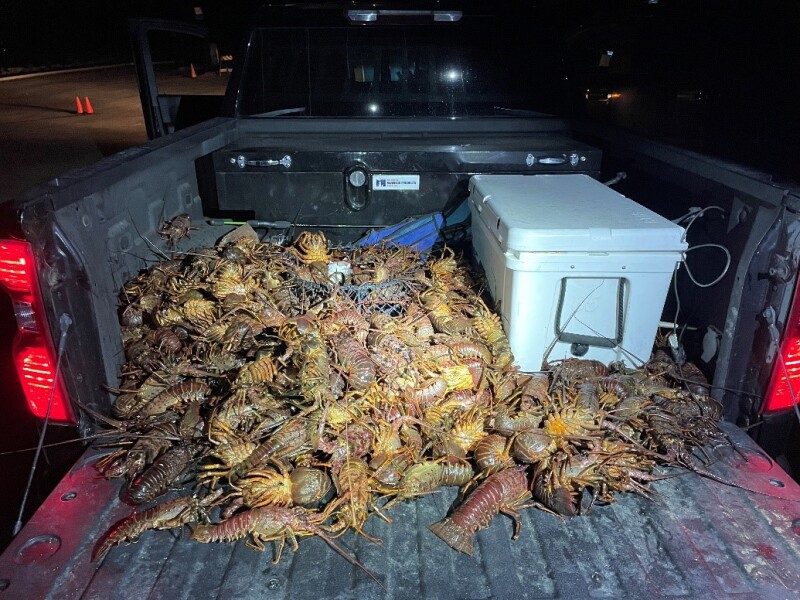 Four nabbed for poaching California lobsters out of season | National ...
