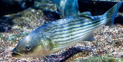 Ocearch unlocks Atlantic shark secrets | National Fisherman