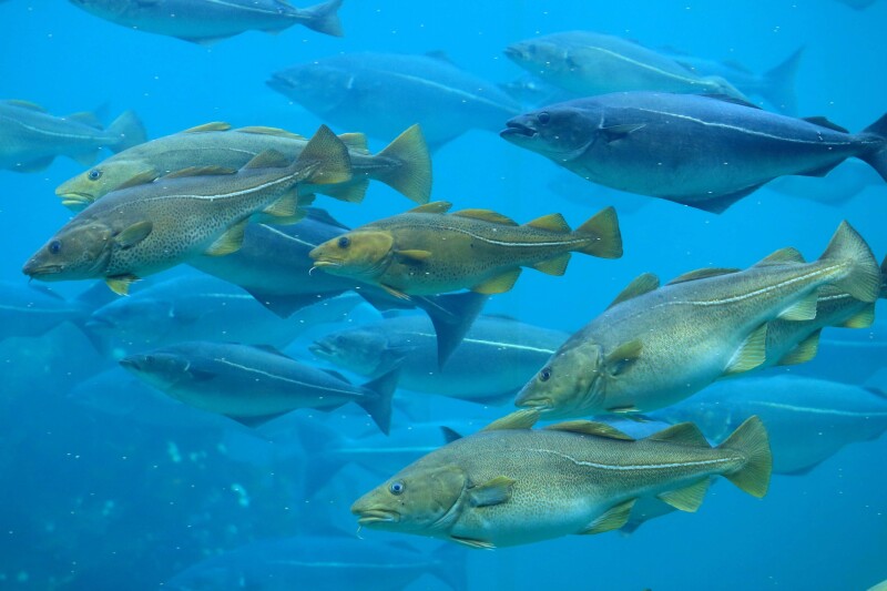 Approval of new catch limits on Atlantic cod stocks | National Fisherman