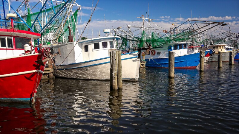 Latest shrimp testing reveals gains, setbacks in seafood transparency ...