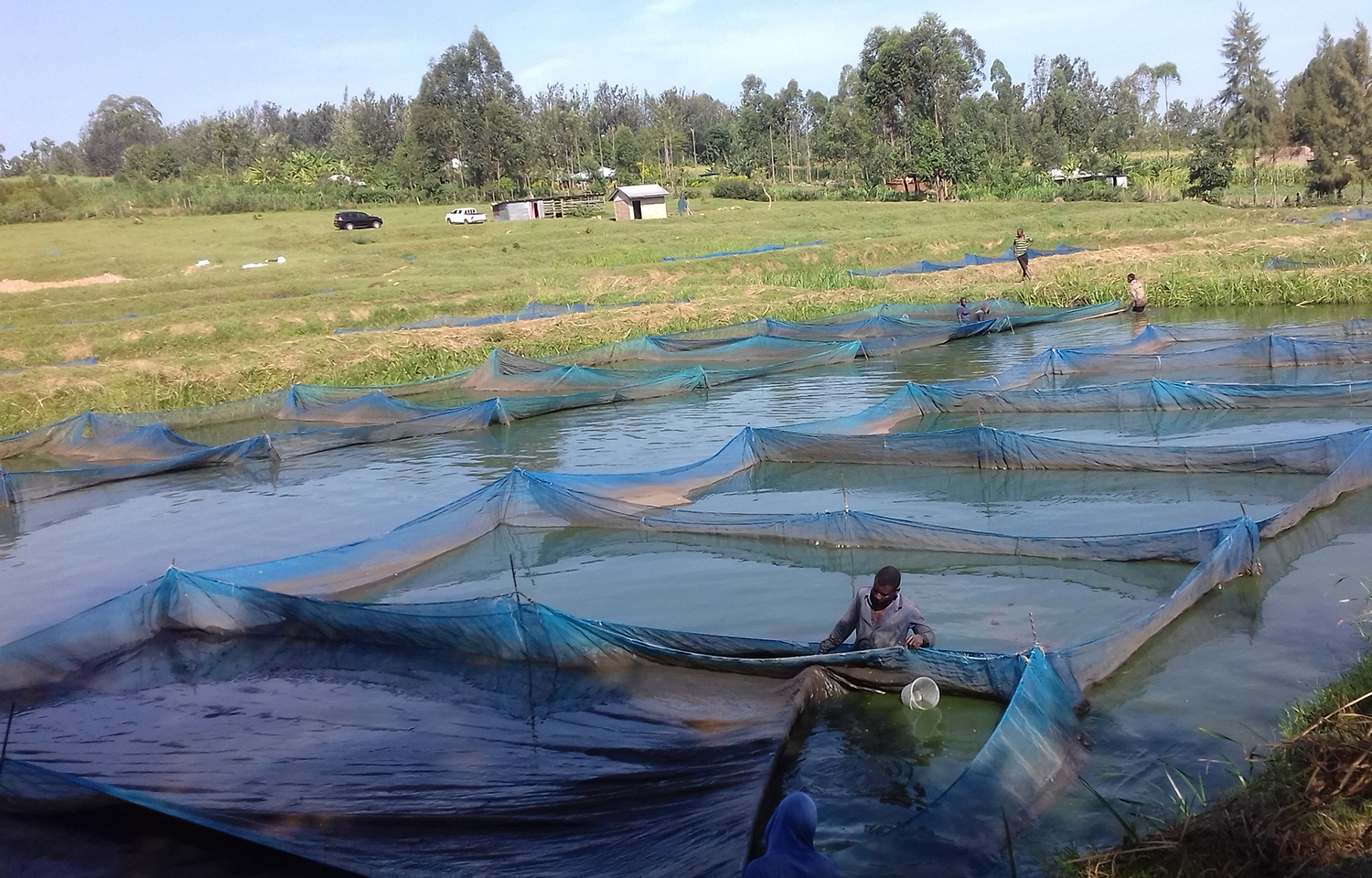 WorldFish launches USD 10 million genetically improved tilapia project ...