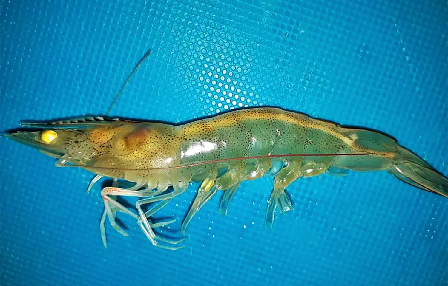 Keeton Industries studying causes of White Feces Syndrome | SeafoodSource