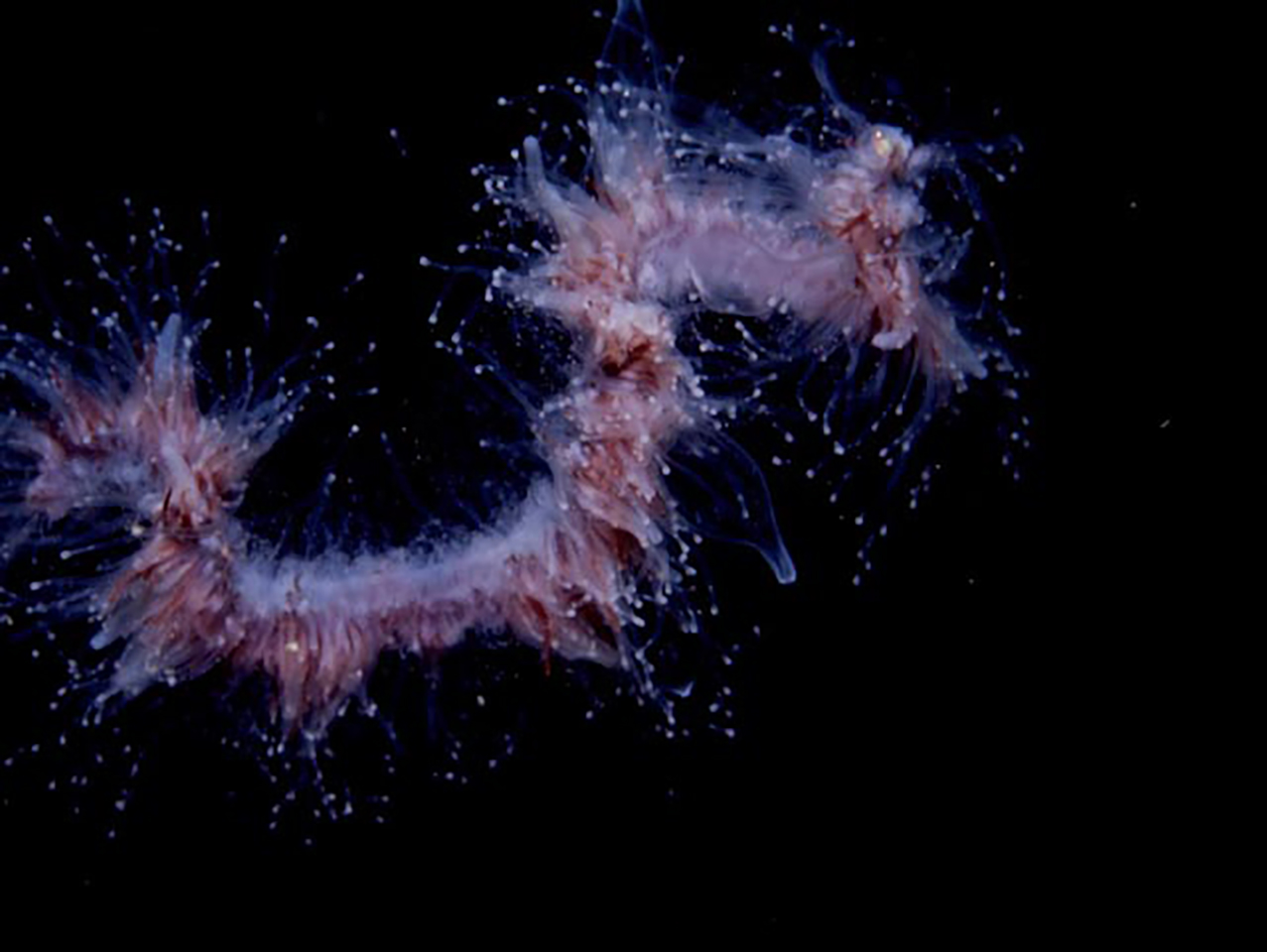 Jellyfish invade two Scottish salmon farms, killing nearly 200,000 fish ...