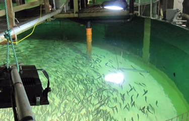 Next Tuna leveling up its land-based Atlantic bluefin farming concept ...