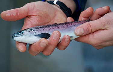 First salmon smolts transferred from SSF’s new RAS hatchery | SeafoodSource