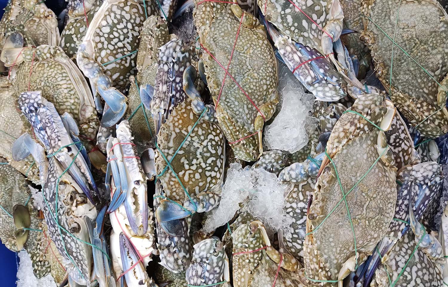 NFI, NOAA settle lawsuit over MMPA import restrictions; agency stays ...