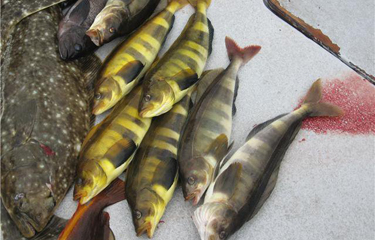 Alaska Atka mackerel and rockfish fisheries gain Alaska RFM ...