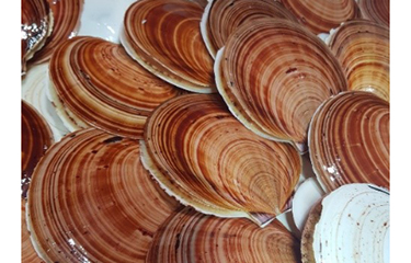 Australia's Abrolhos scallop fishery gains MSC certification ...