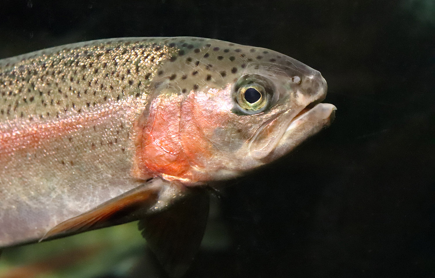 Wild Fish Conservancy gets due date for ESA decisions on Pacific ...