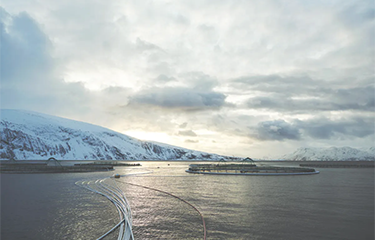 Grieg Seafood instructed to cull 1 million salmon | SeafoodSource