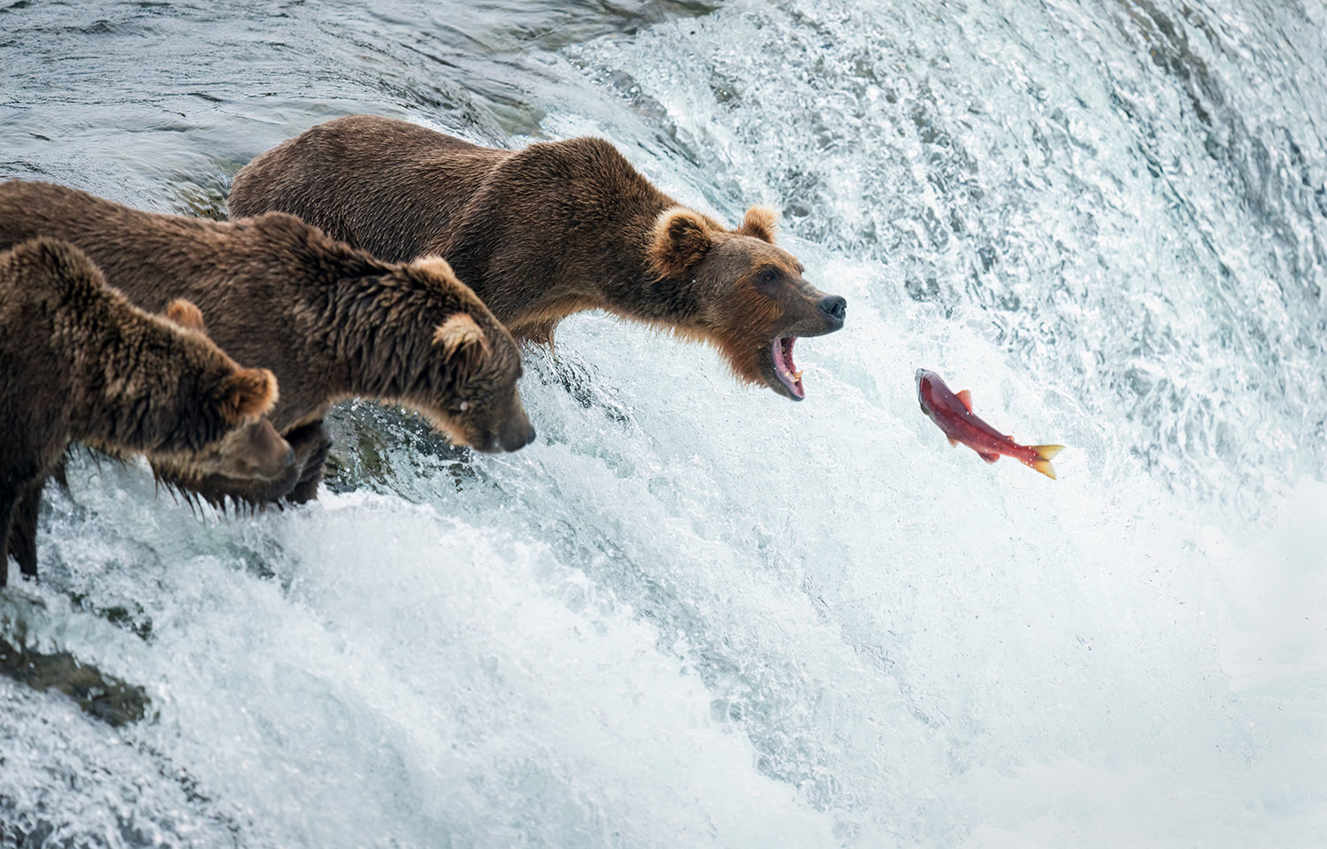 Alaska forecasts “excellent” sockeye salmon run for Upper Cook Inlet ...