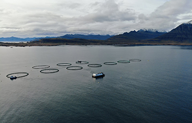 Ice Fish Farm assumes ownership of Laxar, forming large salmon farmer ...