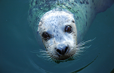 Technology aims to solve seal predation, with added benefits ...