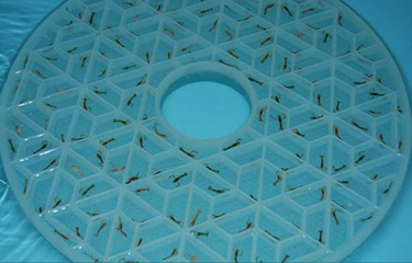 UK hatchery tech brought into land-based crayfish farming trial ...