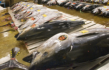 Two seafood industry presidents arrested for underreported bluefin tuna ...