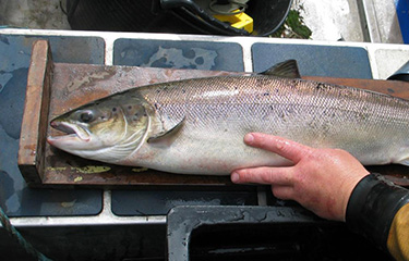Jail for Irish salmon poachers who assaulted inspectors | SeafoodSource